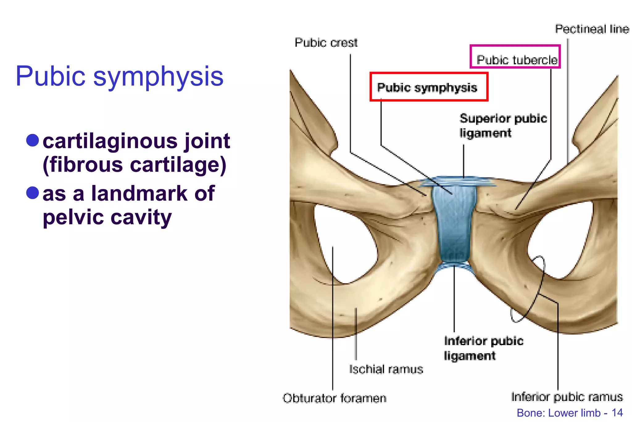 Bone limb lower..osteology of lower limb | PDF