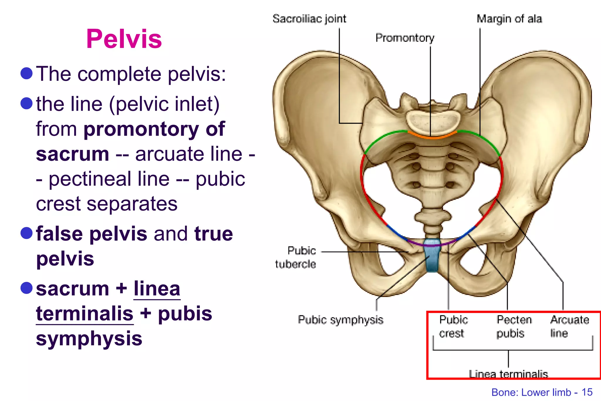 Bone limb lower..osteology of lower limb | PDF