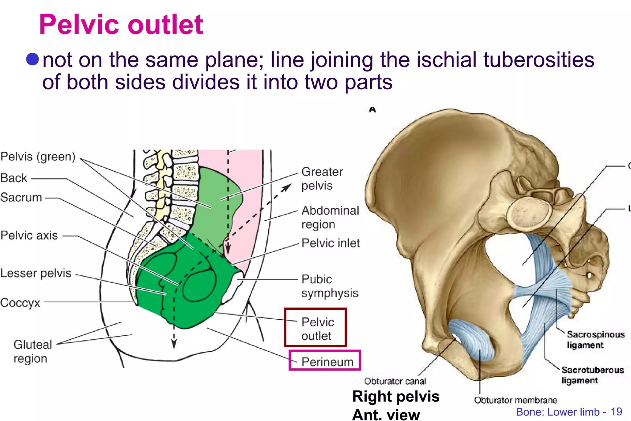 Bone limb lower..osteology of lower limb | PDF