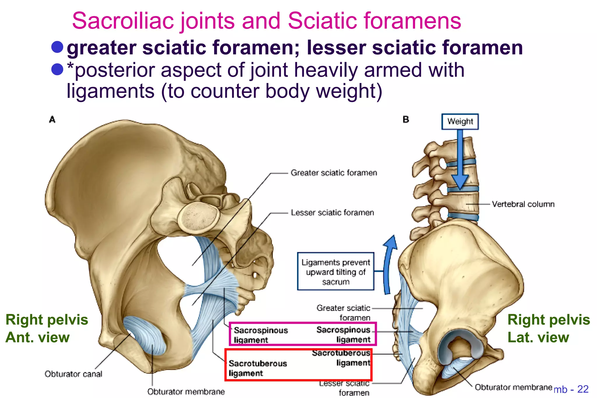 Bone limb lower..osteology of lower limb | PDF