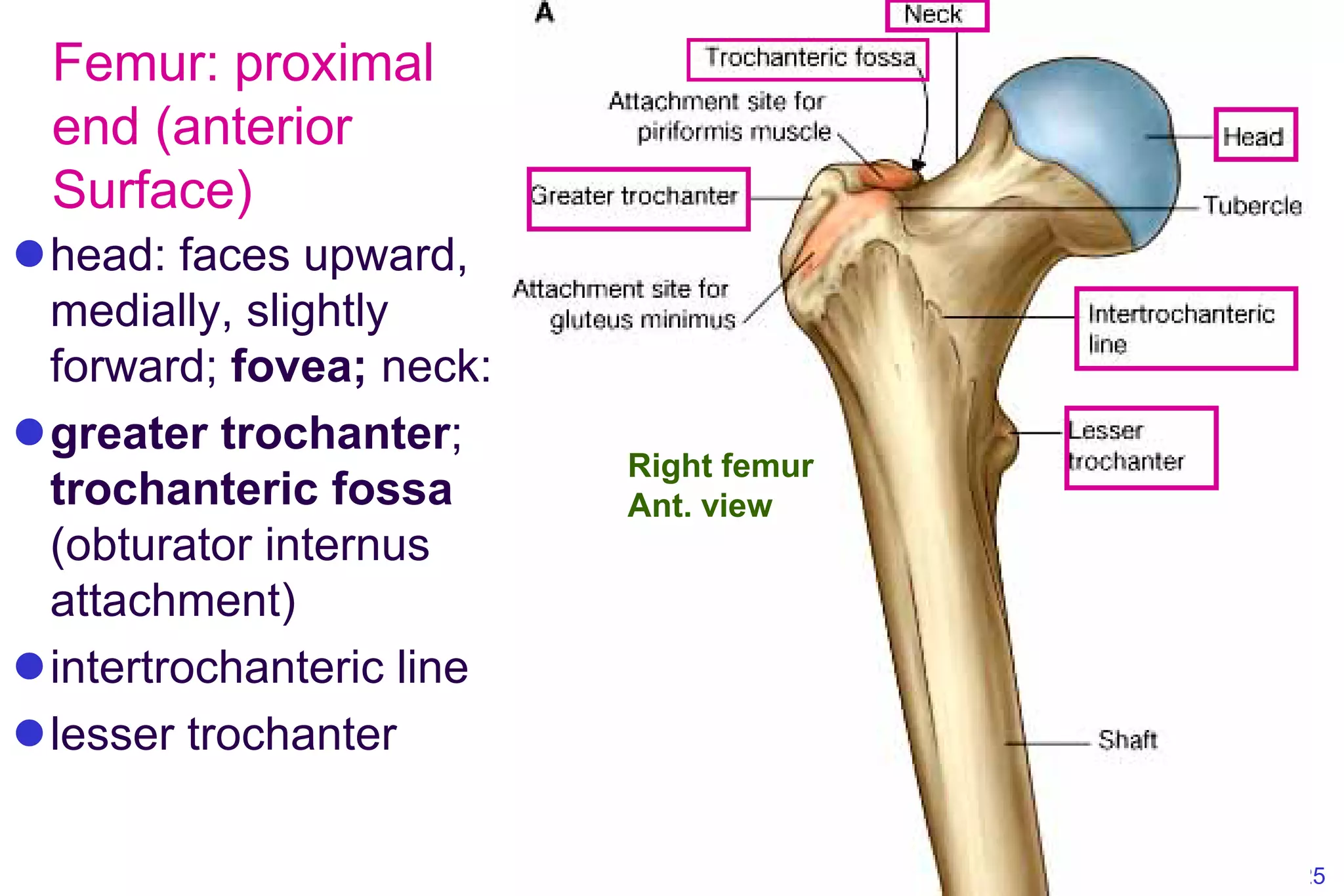 Bone limb lower..osteology of lower limb | PDF