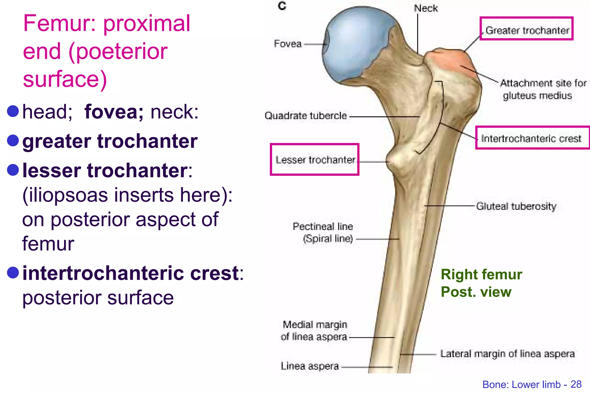 Bone limb lower..osteology of lower limb | PDF