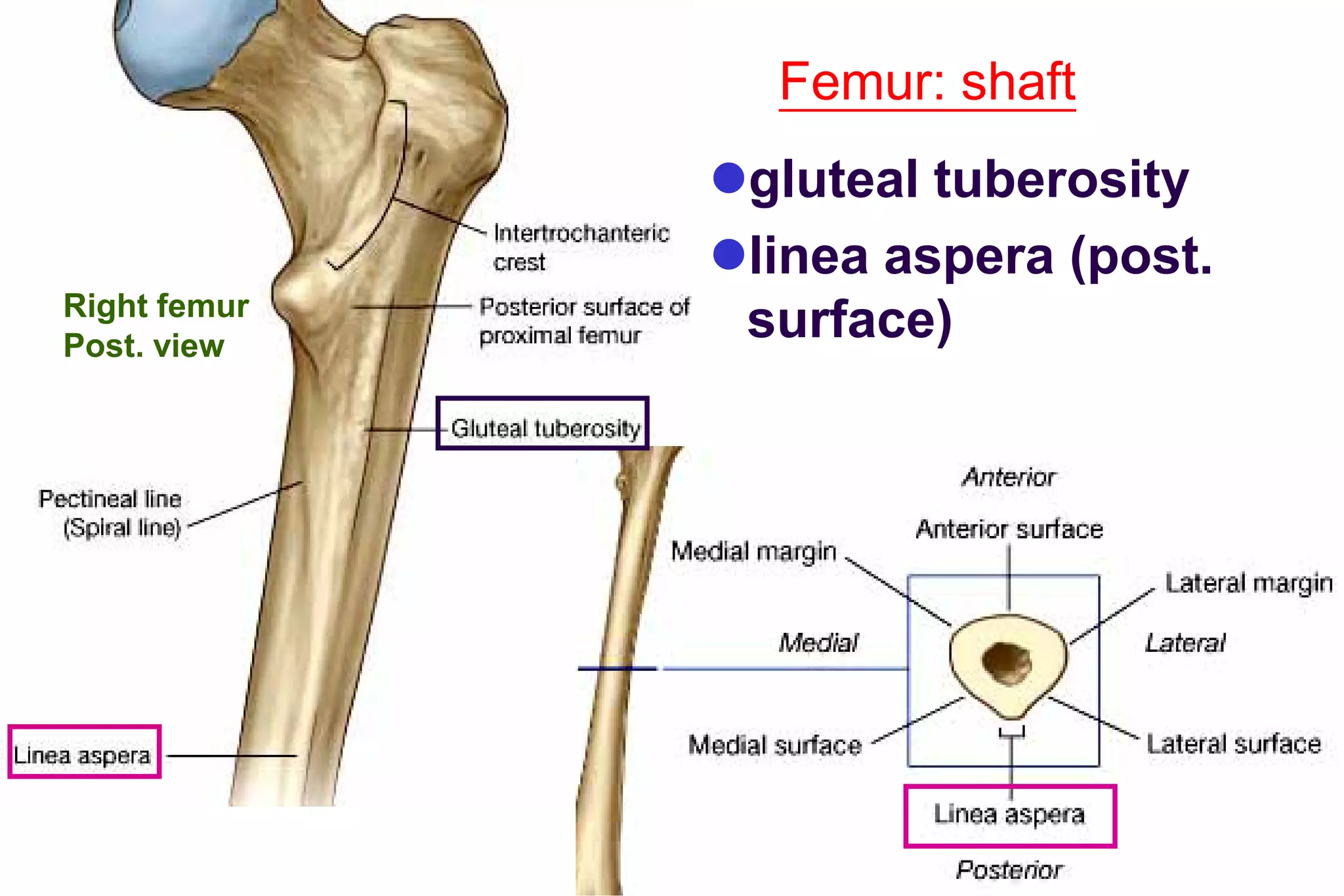 Bone limb lower..osteology of lower limb | PDF