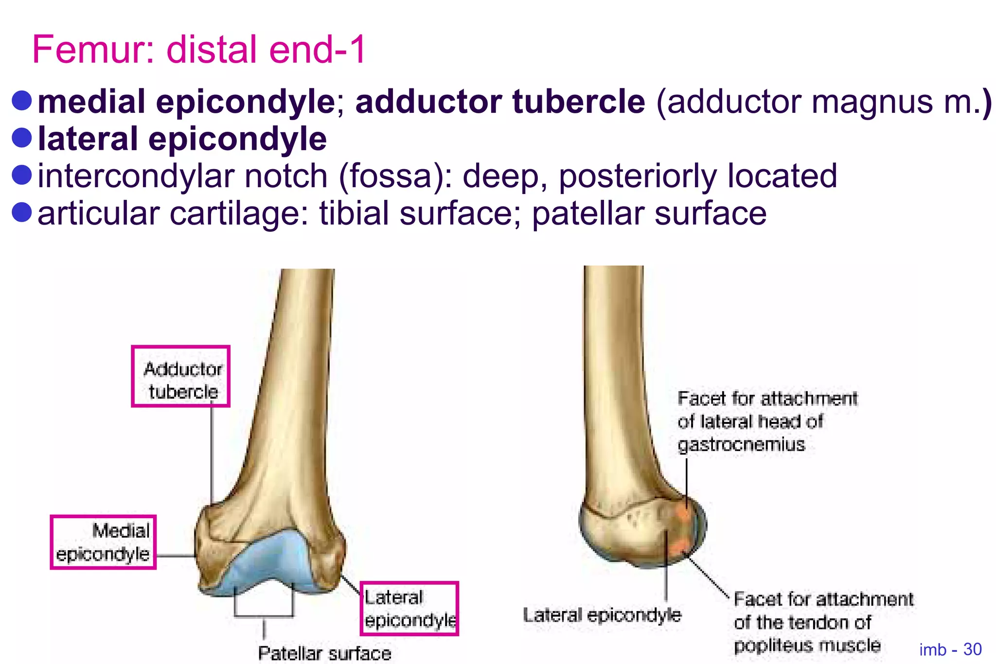 Bone limb lower..osteology of lower limb | PDF
