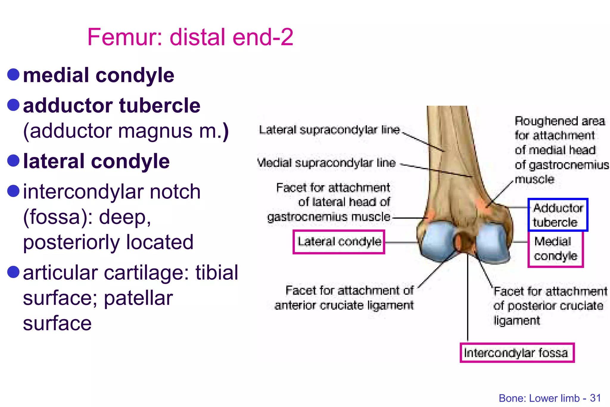 Bone limb lower..osteology of lower limb | PDF