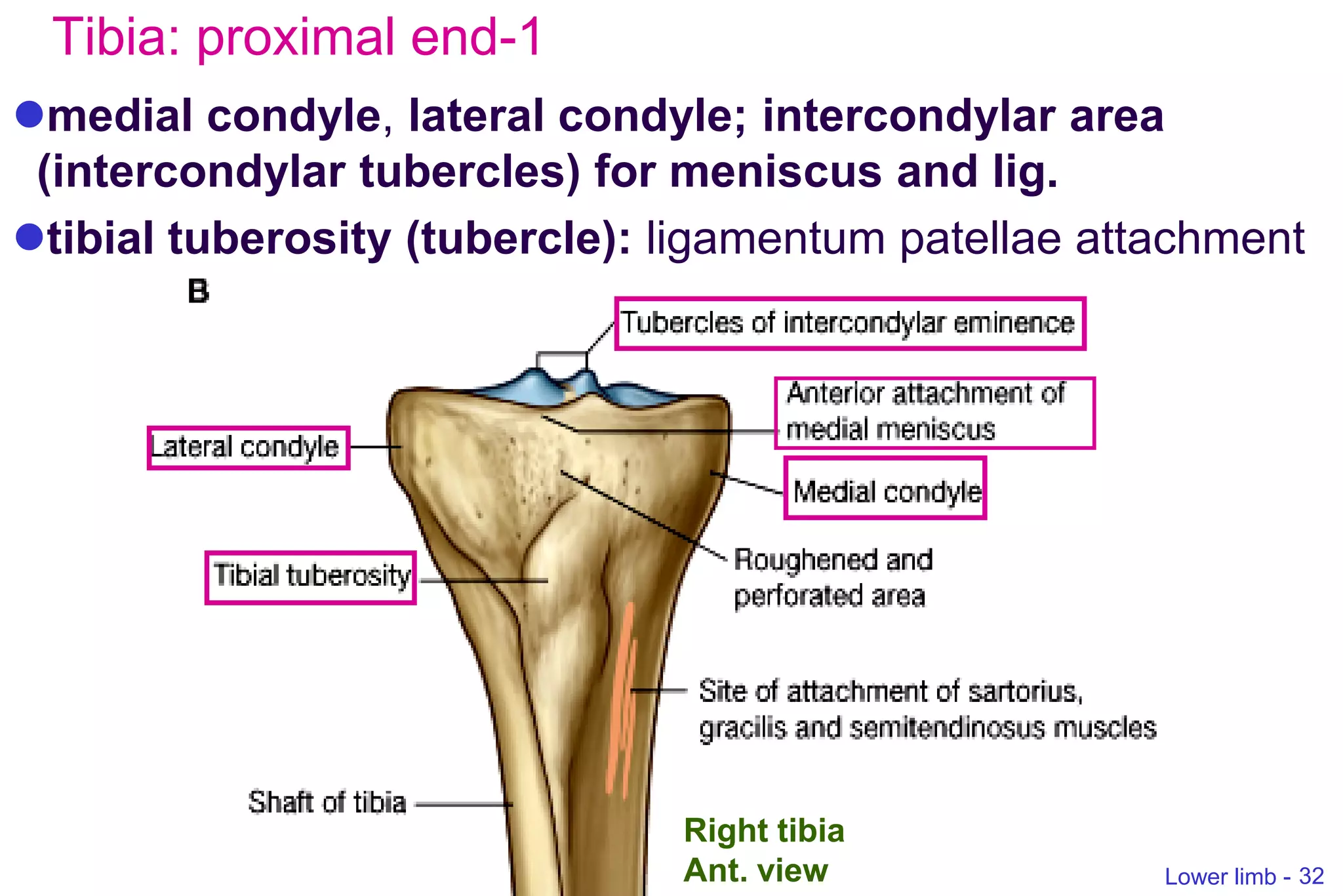 Bone limb lower..osteology of lower limb | PDF