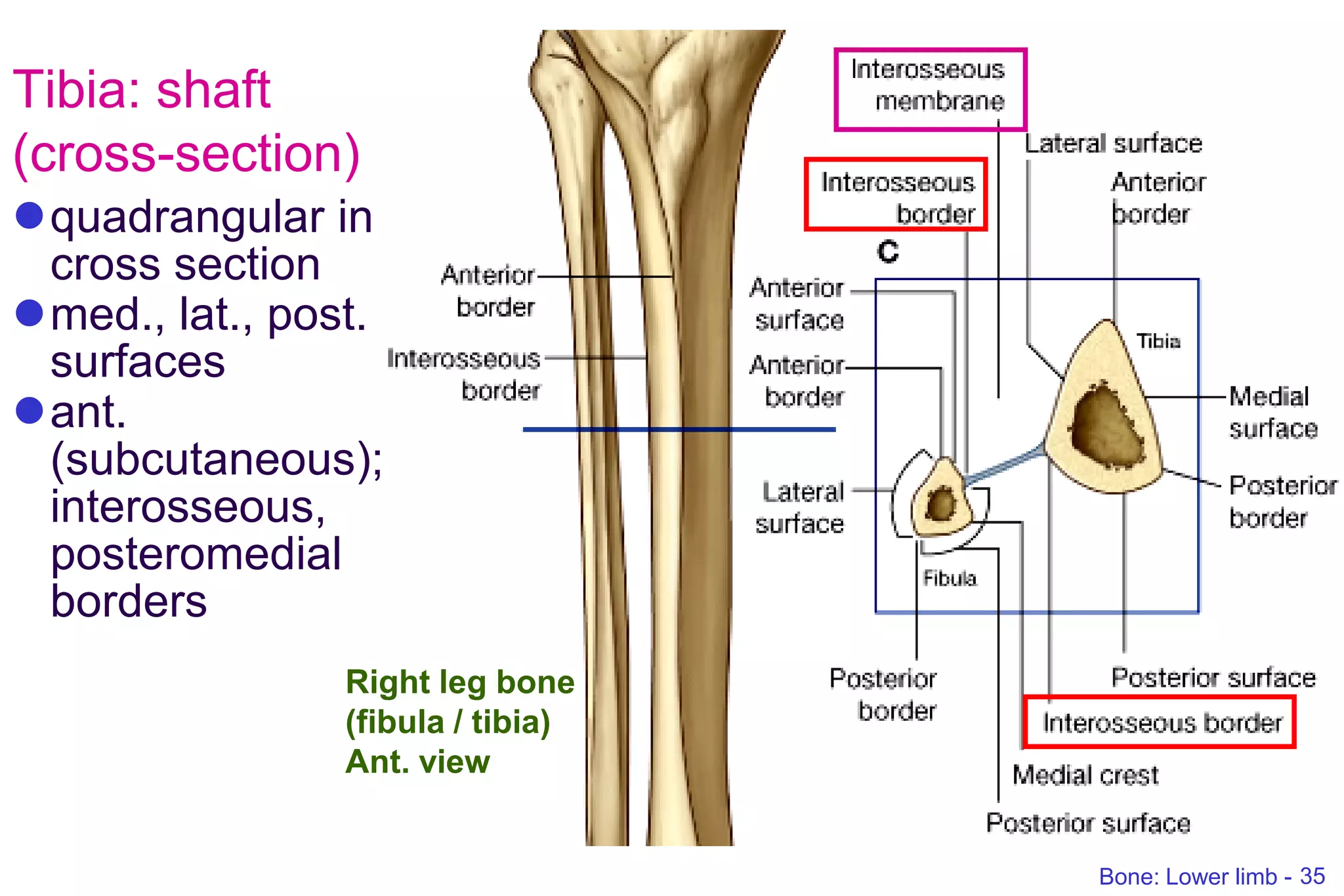 Bone limb lower..osteology of lower limb | PDF