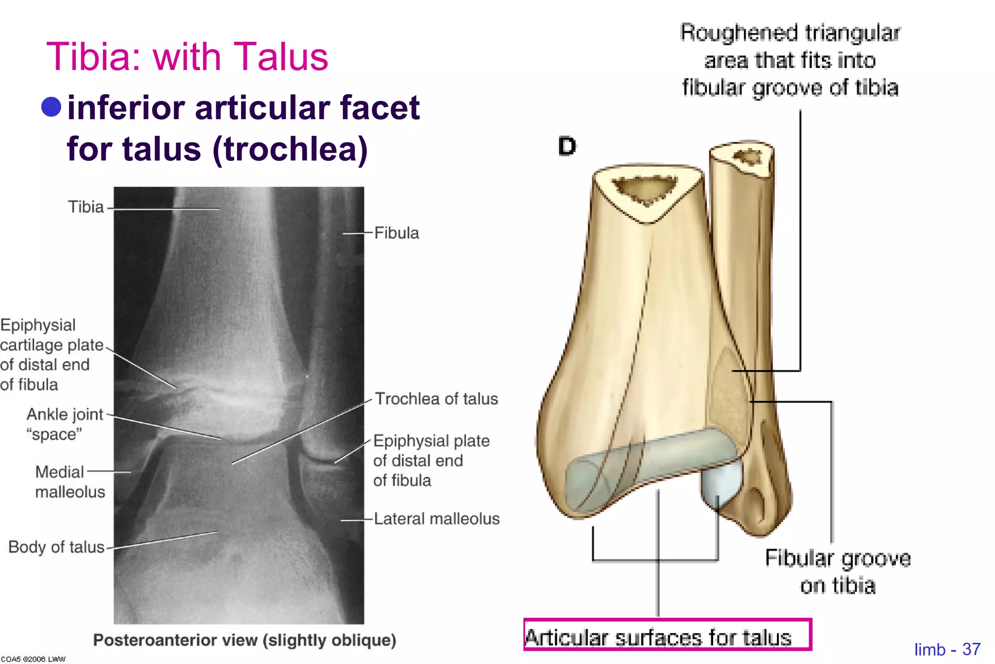 Bone limb lower..osteology of lower limb | PDF
