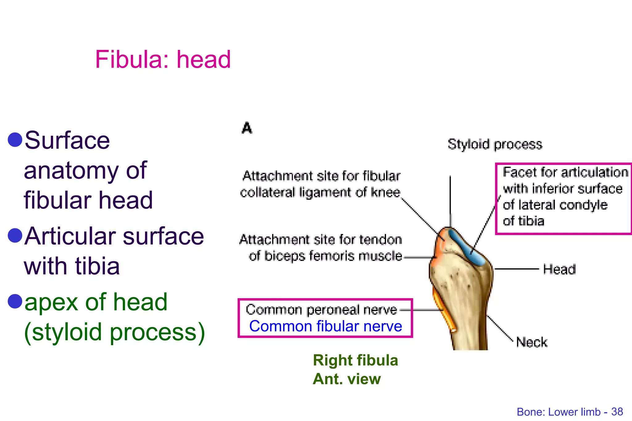 Bone limb lower..osteology of lower limb | PDF