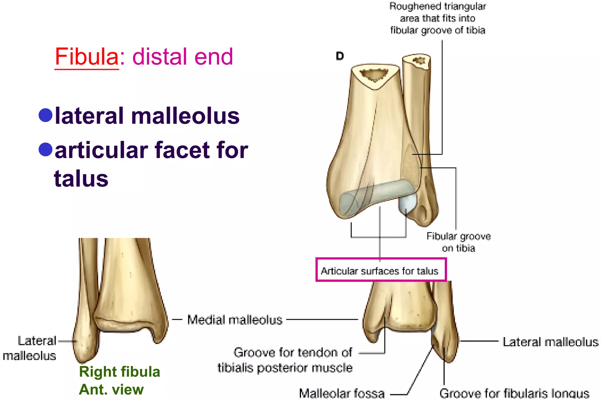 Bone limb lower..osteology of lower limb | PDF