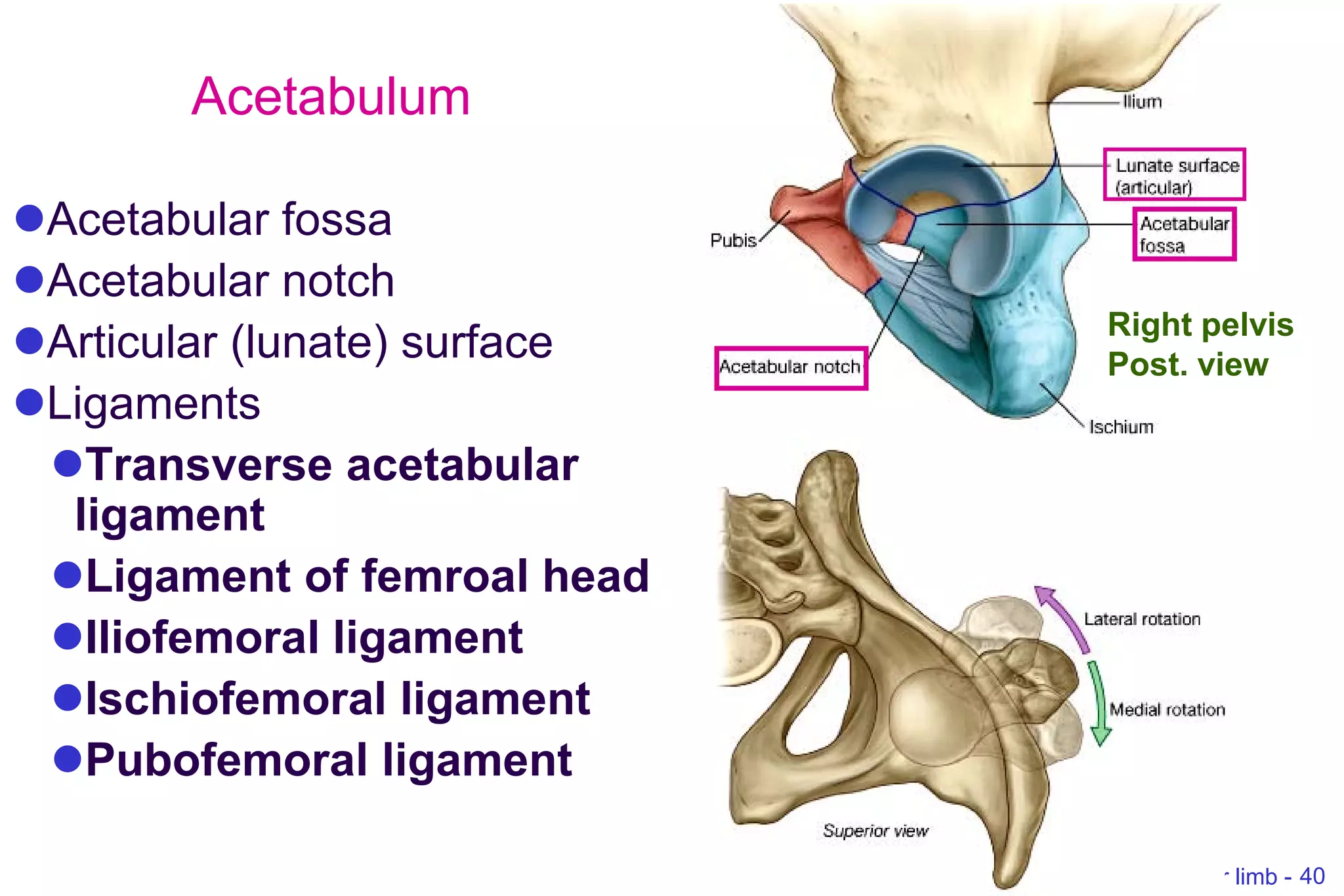 Bone limb lower..osteology of lower limb | PDF