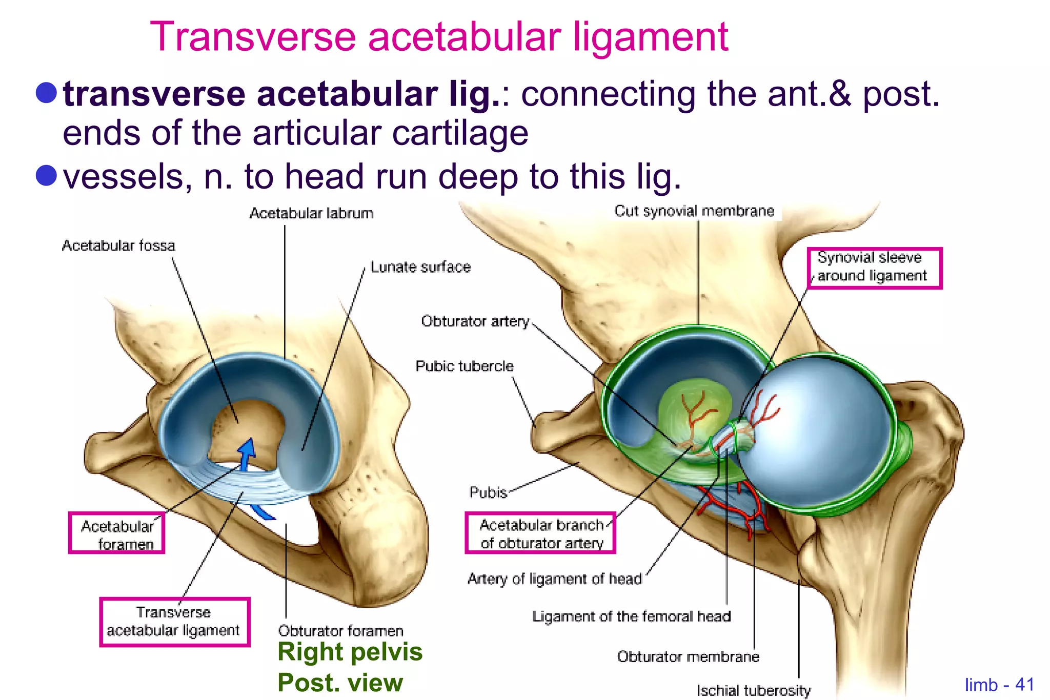 Bone limb lower..osteology of lower limb | PDF