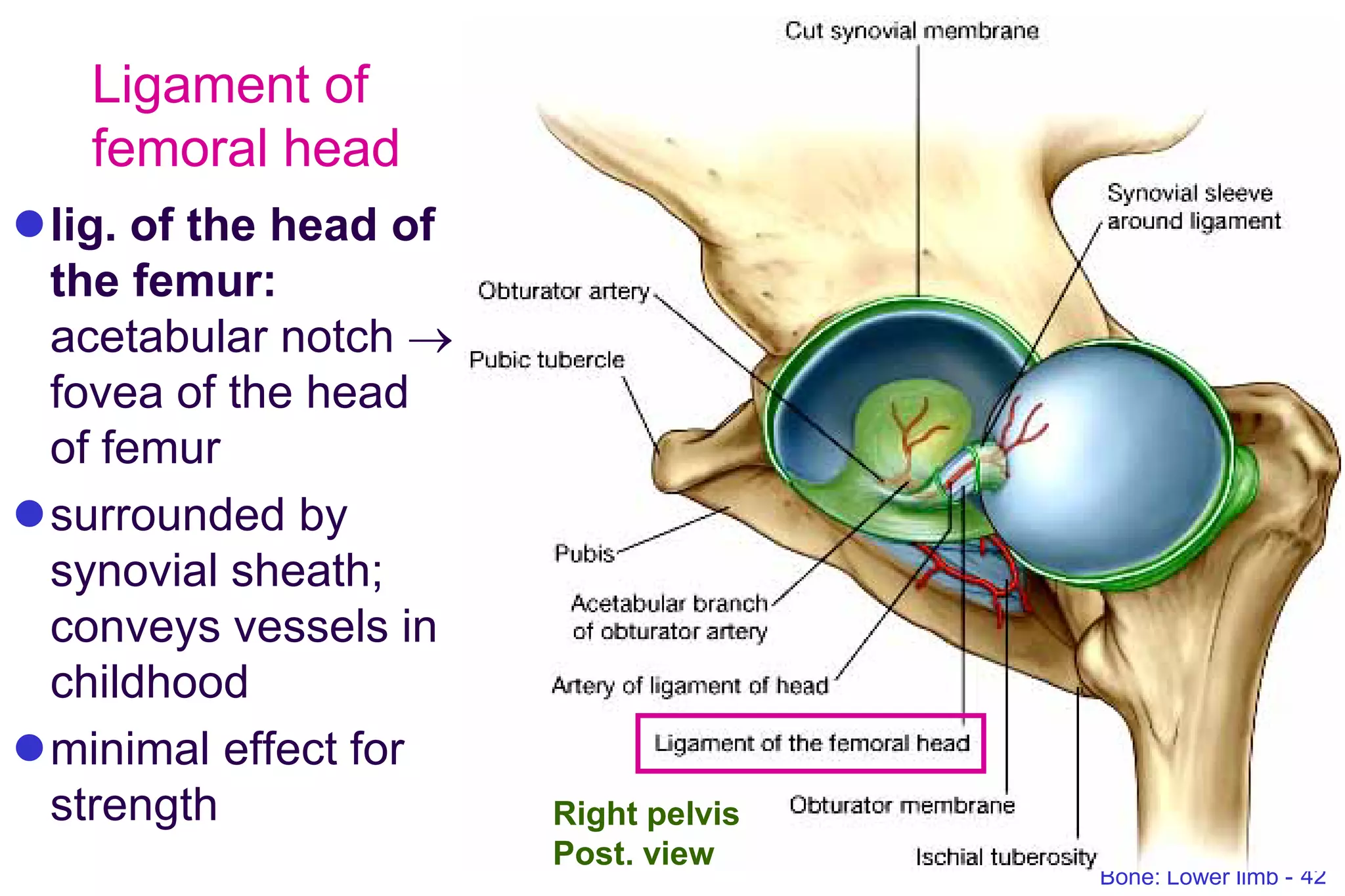 Bone limb lower..osteology of lower limb | PDF