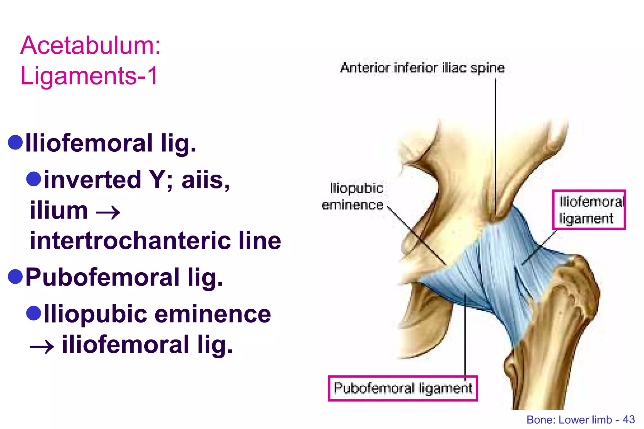Bone limb lower..osteology of lower limb | PDF