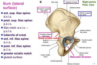 Bone limb lower..osteology of lower limb | PDF