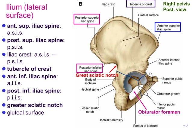 Bone limb lower..osteology of lower limb | PDF