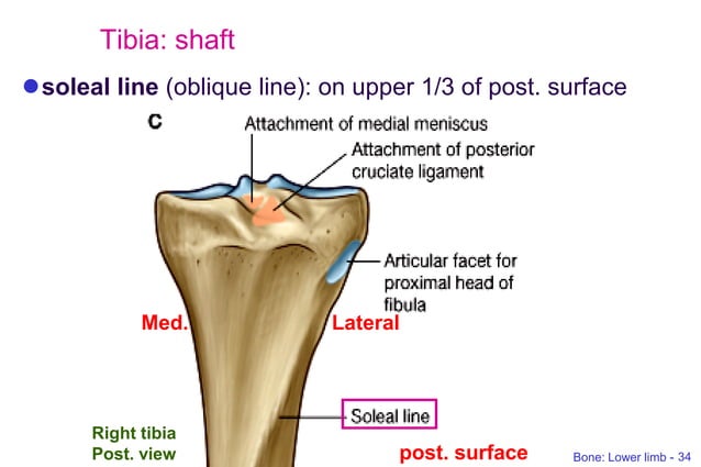 Bone limb lower..osteology of lower limb | PDF