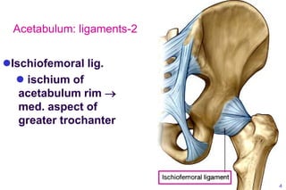 Bone limb lower..osteology of lower limb | PDF