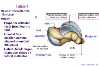 Bone limb lower..osteology of lower limb | PDF