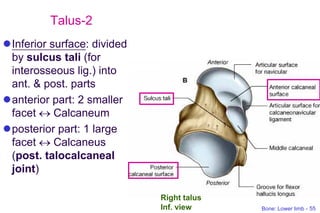 Bone limb lower..osteology of lower limb | PDF