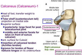 Bone limb lower..osteology of lower limb | PDF