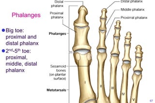 Bone limb lower..osteology of lower limb | PDF