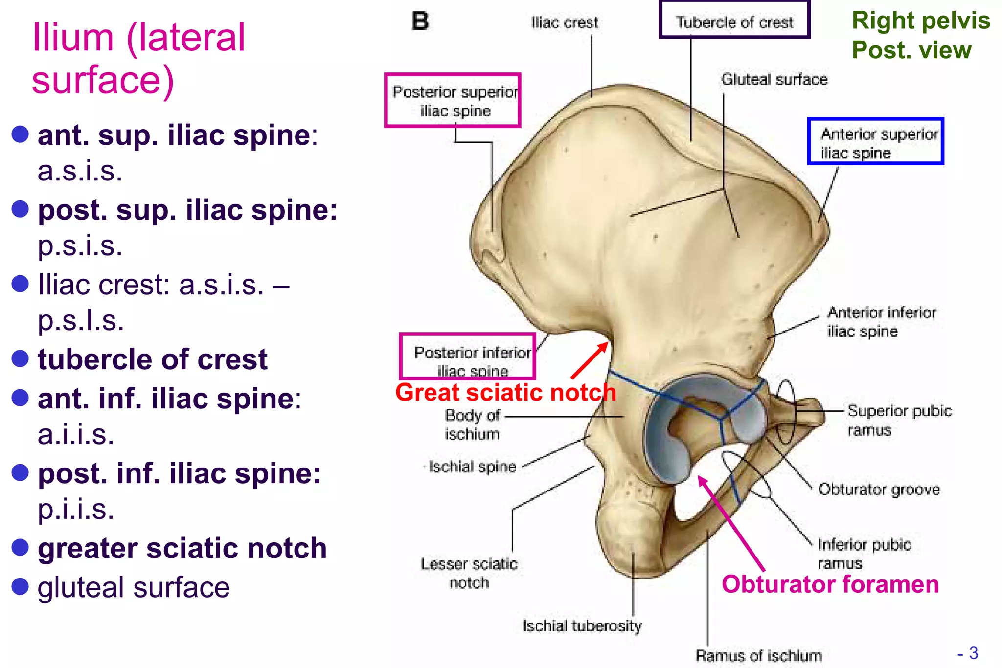 Bone_Limb_Lower.pdf