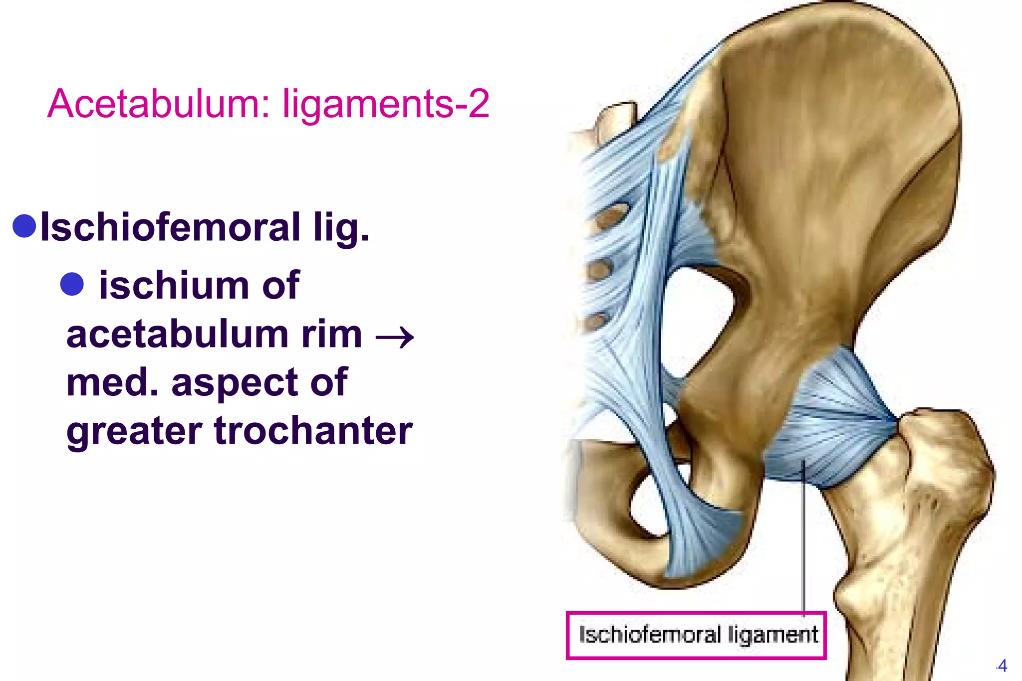 Bone_Limb_Lower.pdf
