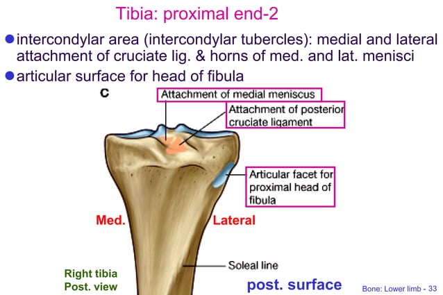 Bone_Limb_Lower.pdf