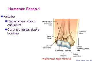 Bone_Limb_Upper.pdf
