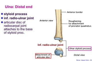 Bone_Limb_Upper.pdf