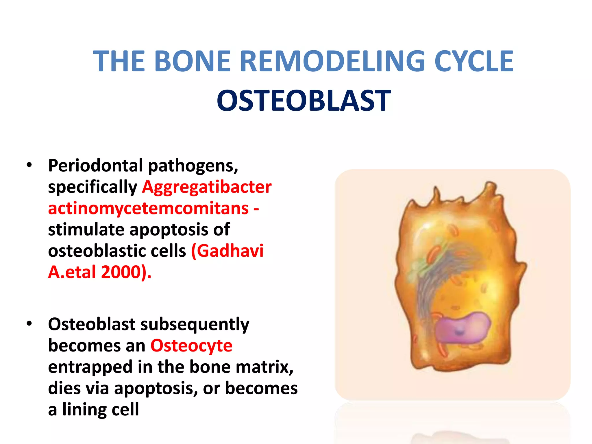 MECHANISM AND MEDIATORS OF BONE DESTRUCTION | PPTX