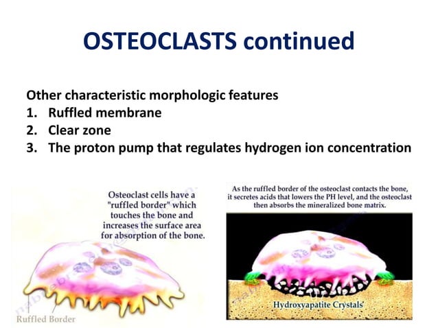 MECHANISM AND MEDIATORS OF BONE DESTRUCTION | PPTX | Bone and Joint ...