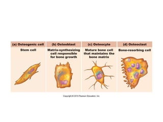MECHANISM AND MEDIATORS OF BONE DESTRUCTION | PPTX