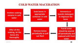 Bone maceration | PPTX