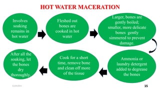 Bone maceration | PPTX