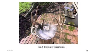 Bone maceration | PPTX