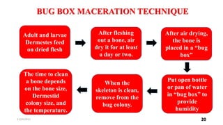 Bone maceration | PPTX