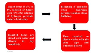 Bone maceration | PPT