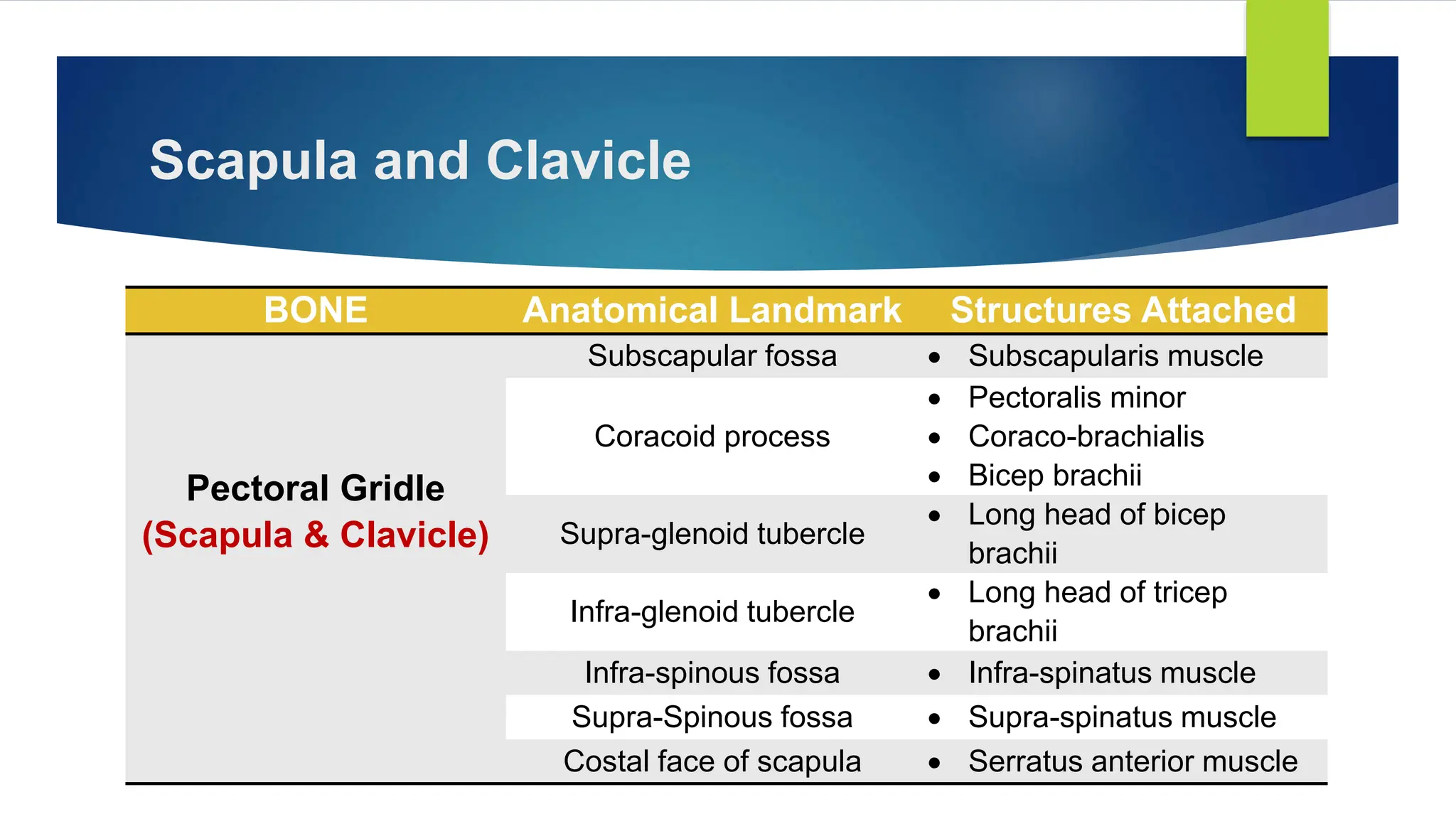 BONE MARKINGS Part 3 by Dr. Rabia Inam Gandapore.pptx