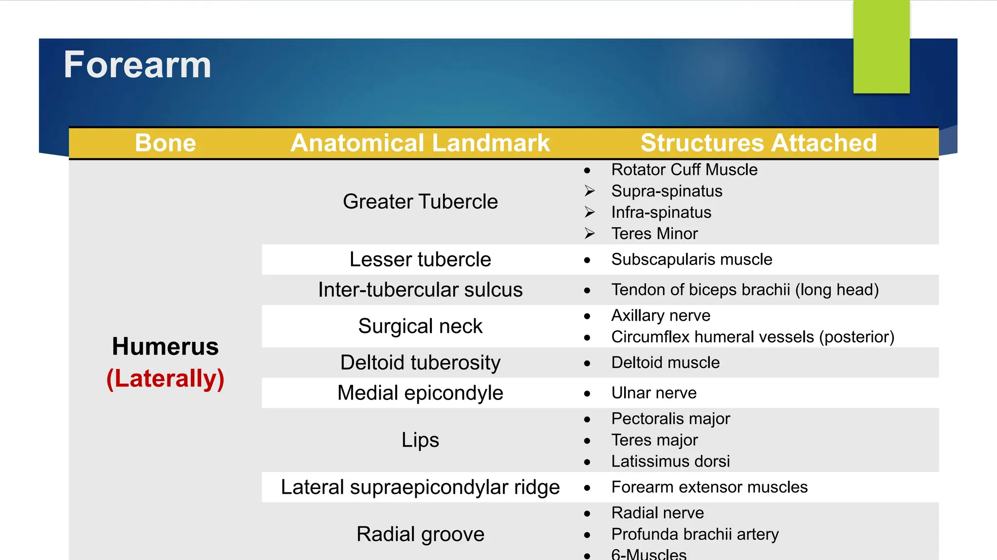 BONE MARKINGS Part 3 by Dr. Rabia Inam Gandapore.pptx
