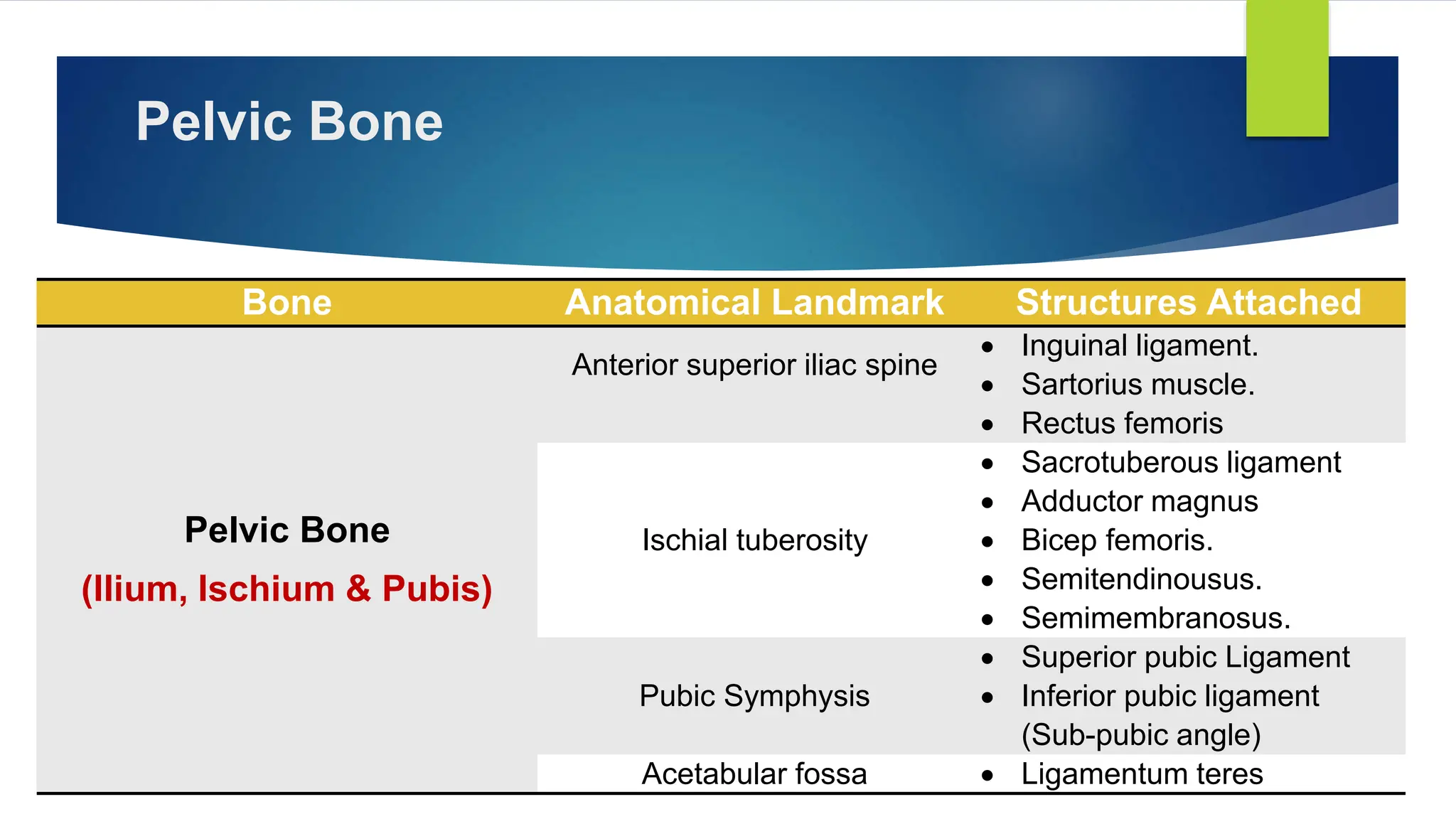 BONE MARKINGS Part 3 by Dr. Rabia Inam Gandapore.pptx
