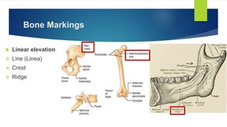 BONE MARKINGS Part 3 by Dr. Rabia Inam Gandapore.pptx
