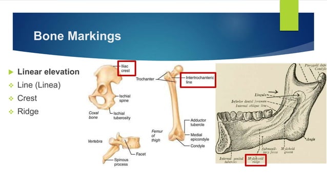 BONE MARKINGS Part 3 by Dr. Rabia Inam Gandapore.pptx