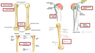 BONE MARKINGS Part 3 by Dr. Rabia Inam Gandapore.pptx