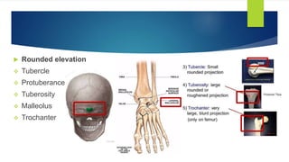 BONE MARKINGS Part 3 by Dr. Rabia Inam Gandapore.pptx