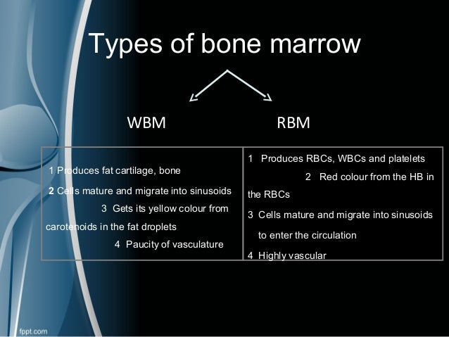 Bone marrow