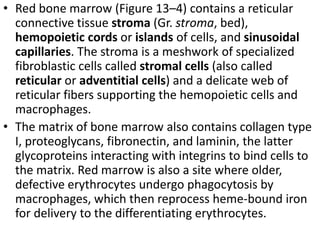 Bone marrow histology and blood histology | PPTX