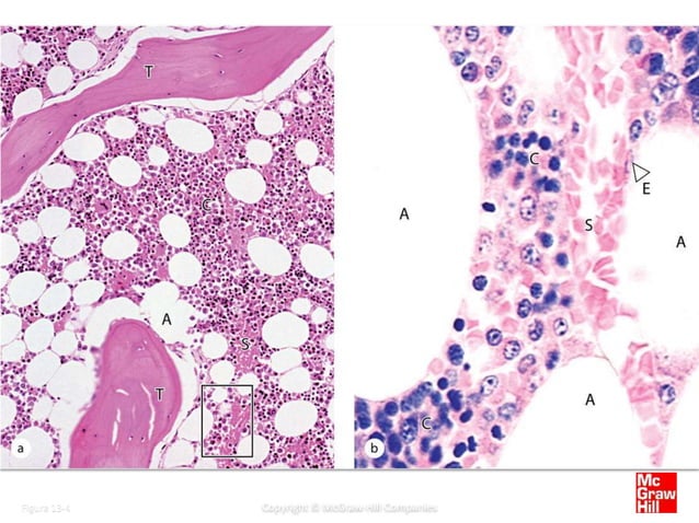 Bone marrow histology and blood histology | PPTX