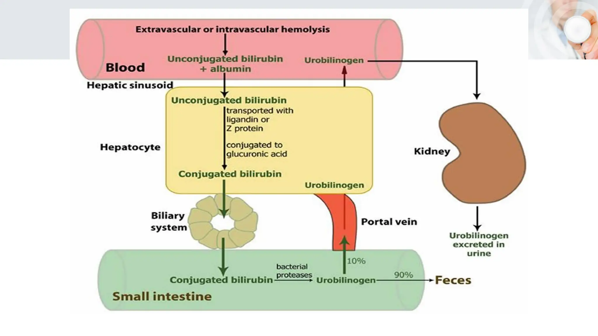 BONE MARROW anatomy and physiology .pptx